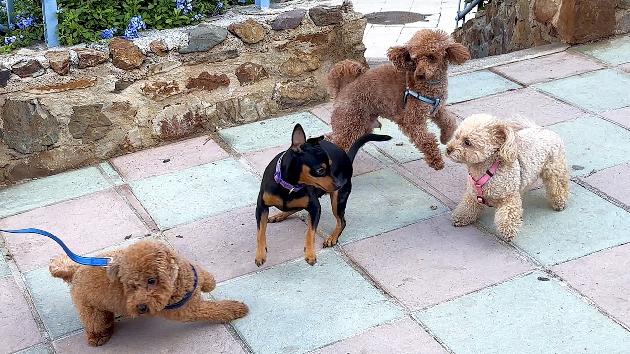 Miniature Pinscher Attacks Poodles – Unexpected Dog Encounter! - YouTube