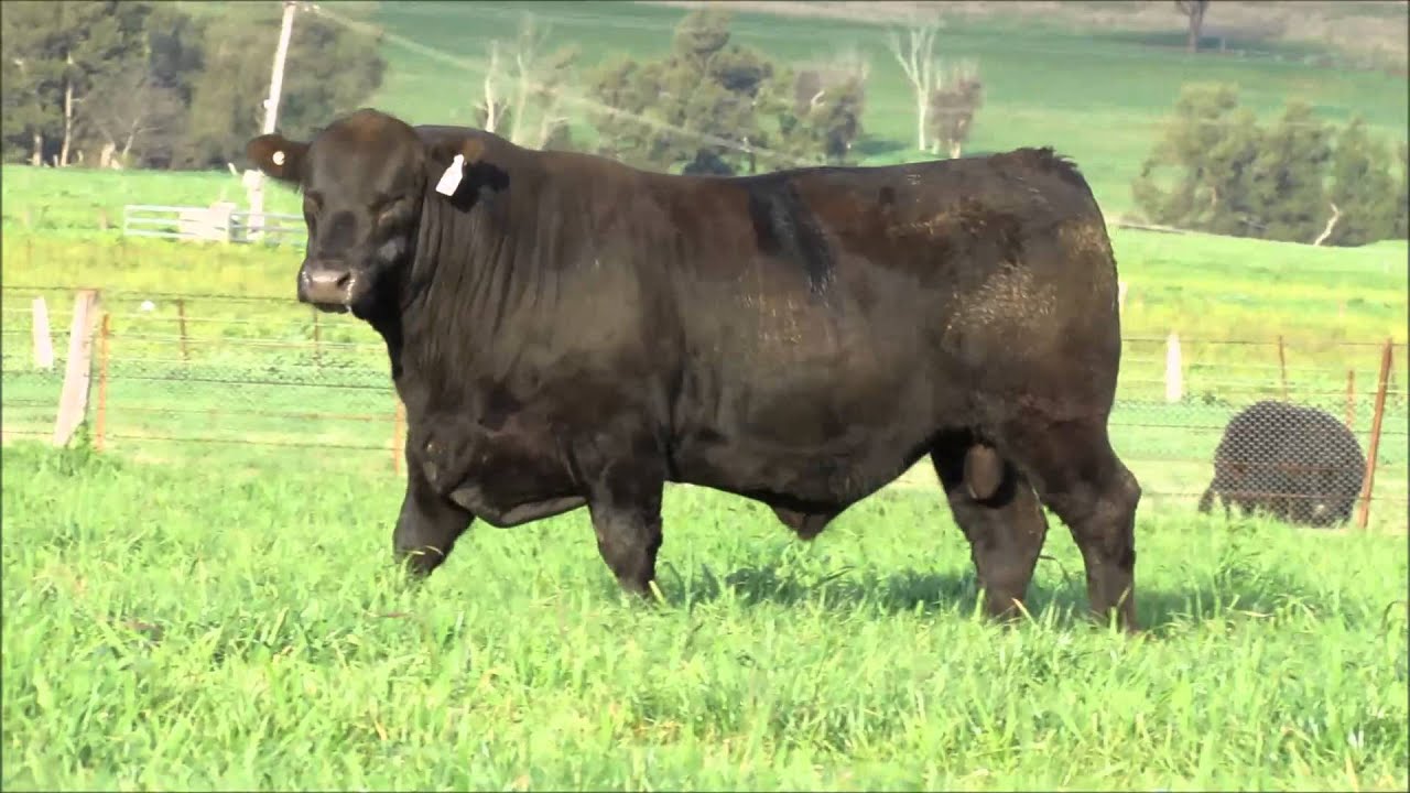 Lot 32 Manali Limousin & Lim -Flex Bull Sale 2015 - YouTube
