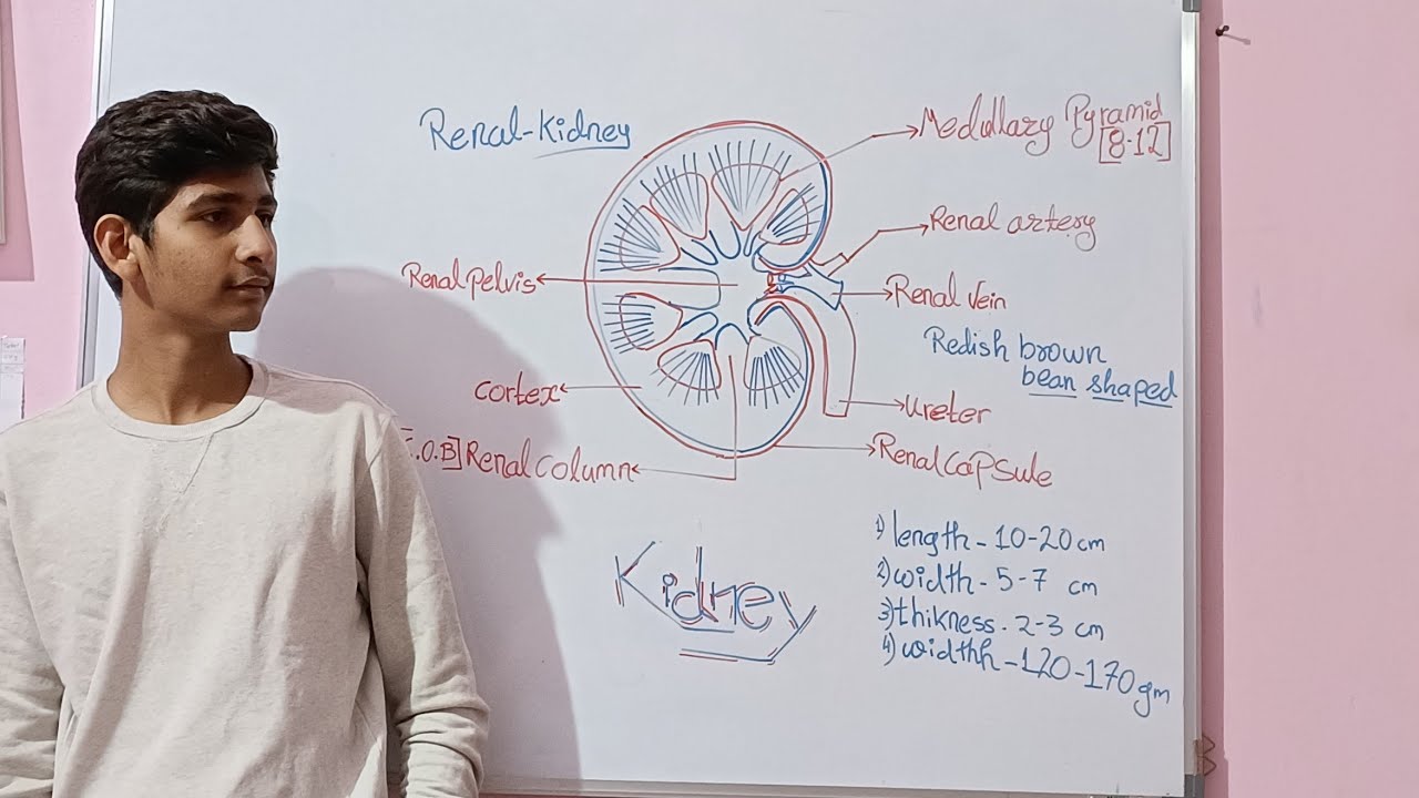 internal structure of kidney || in Marathi || class 11 || Excretory ...