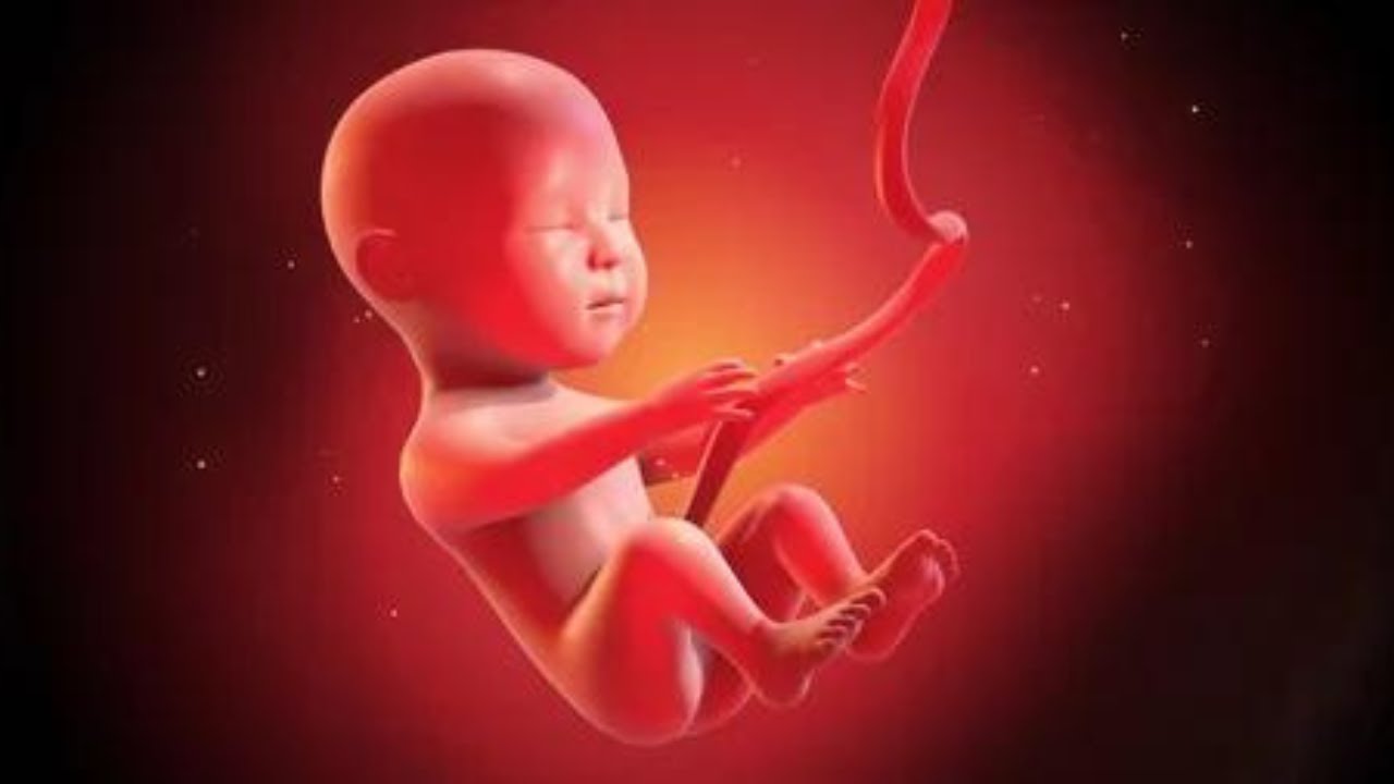 Pregnancy: A Month-By-Month Guide | 3D Animation rupa jr - YouTube