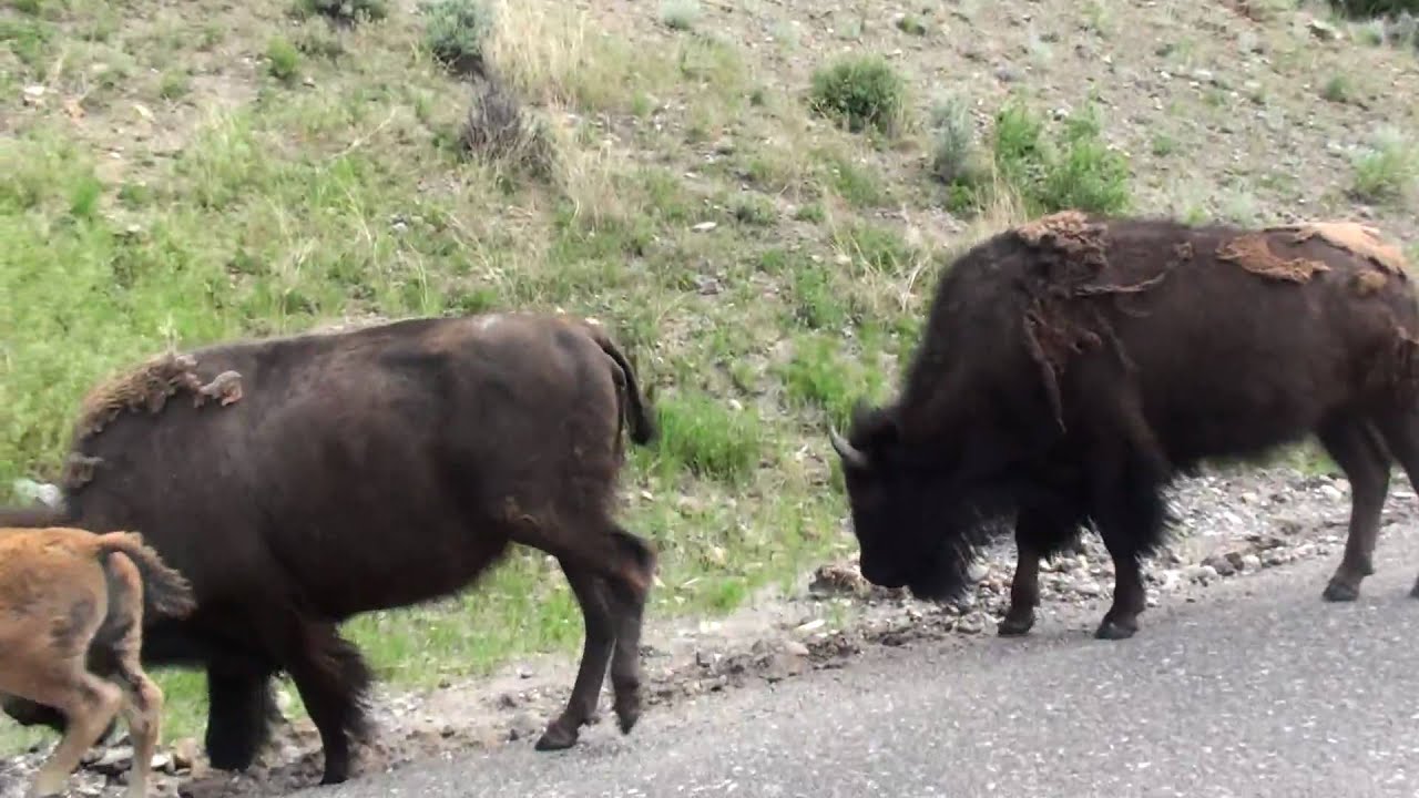 Herd of Bison Walk Down Road - YouTube