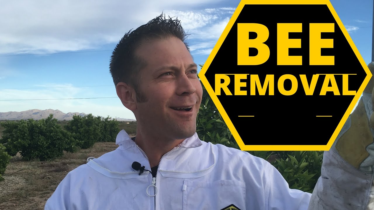 Bee Removal Phoenix | Abello Bees - YouTube