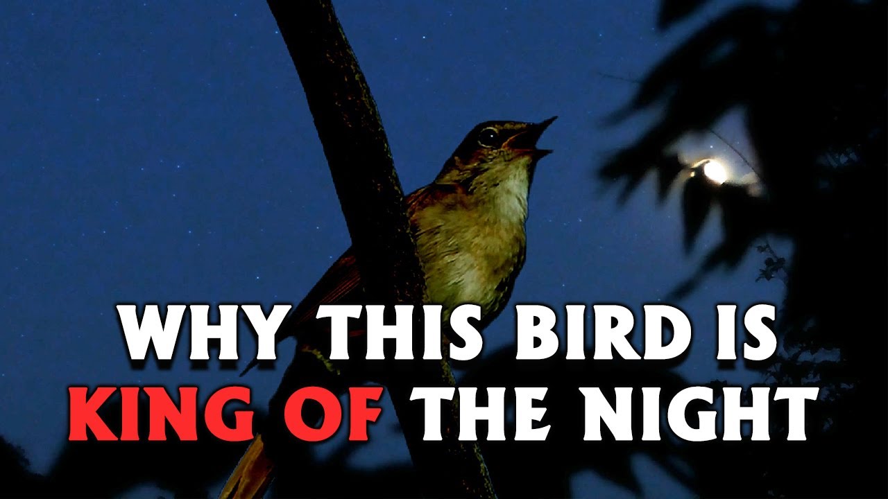NIGHTINGALE Singing in the Night *rare footage* - YouTube