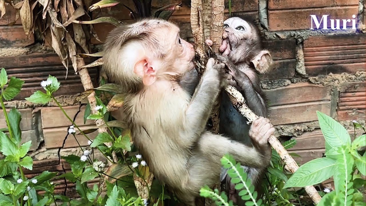 Muri monkey tries to find food on her own when she is out with Momo ...