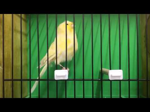 KANARYALARDA VE MUHABBET KUŞLARINDA KUYRUK DÜZELTME HOW TO SHAPE FEATHERS OF BIRDS