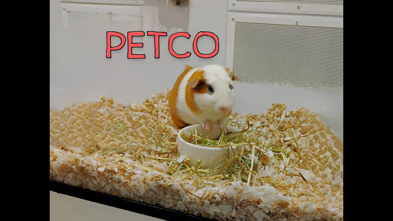 Petco [2010's Commercial] - YouTube