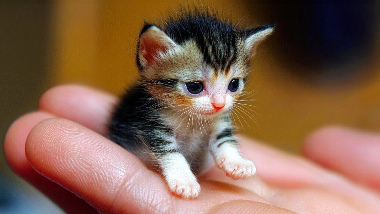 20 Smallest Cat Breeds In The World - YouTube