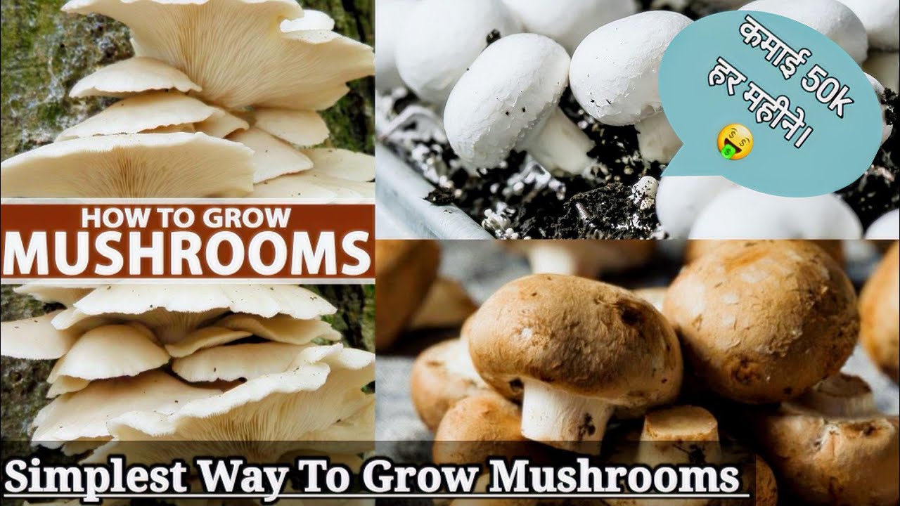 How to Grow Mushrooms | Small Scale Business idea in low investment ...
