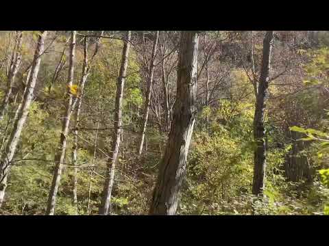 Kəlbəcər meşəlikləri .Kelbecer rayonundan en son görüntülər .kelbecer 2022