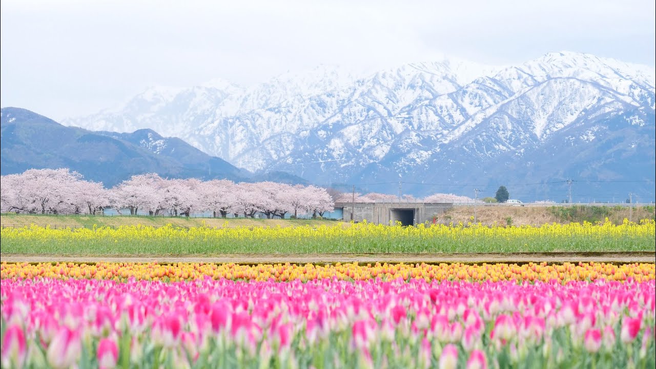 [4k] Asahi Spring Quartetあさひ舟川「春の四重奏」 - YouTube