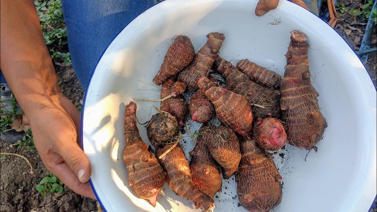 cosechando la planta de macal para preparar un rico pan 😋😋 - YouTube