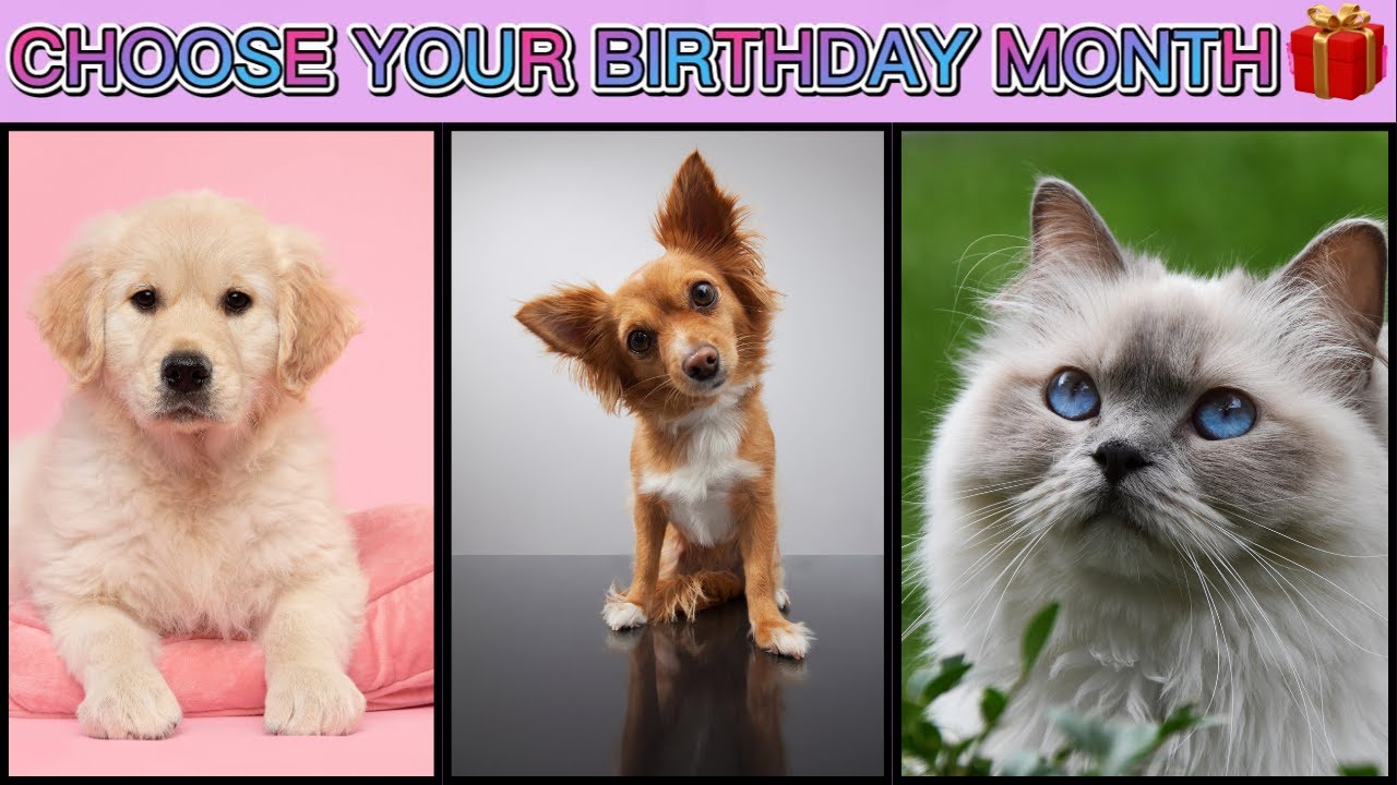 Choose Your Birthday Month & See Your Cute Pets 🎂🧸🛌!!! | Birthday Month ...
