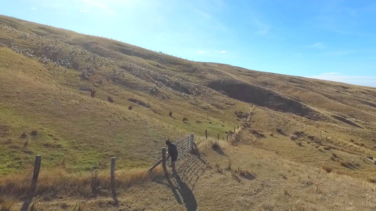 Sheep mustering by Drone successful trial. Wairarapa New Zealand - YouTube