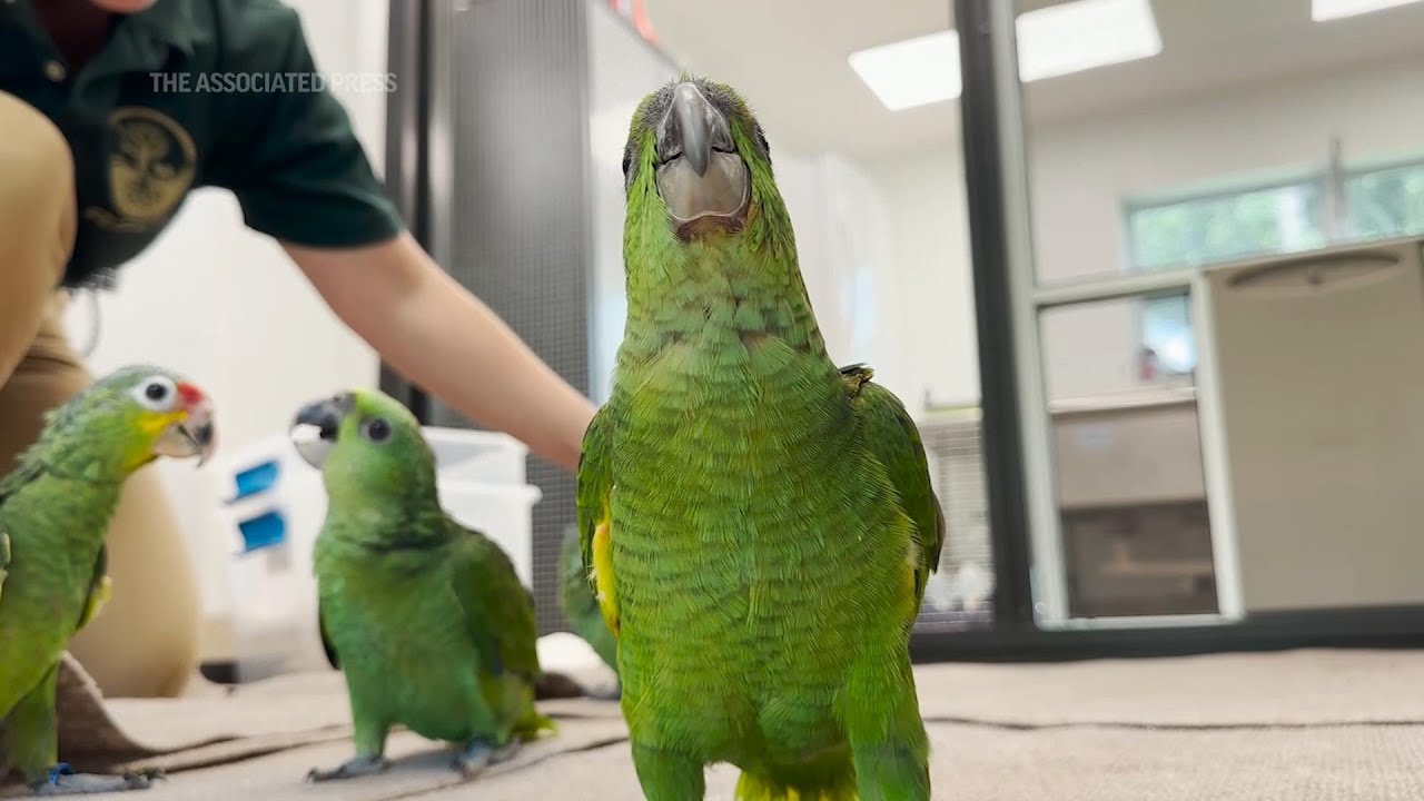 Baby parrots seized from smuggler cared for in Florida - YouTube