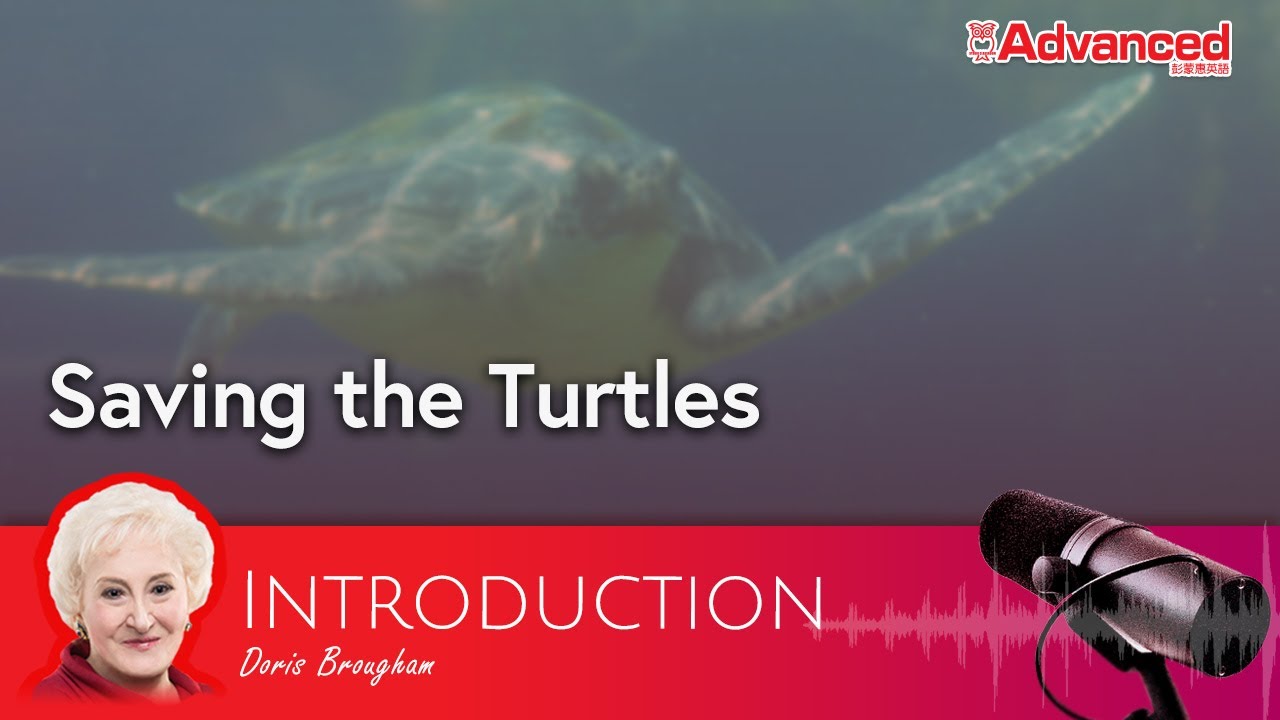 拯救海龜 Saving the Turtles - YouTube