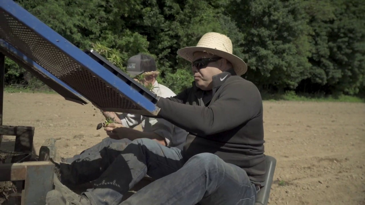 Amish CBD farming 101 - YouTube