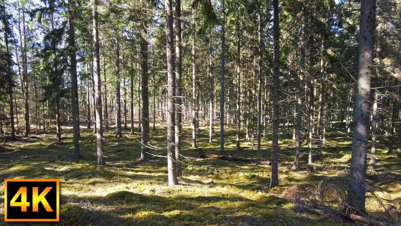 Relaxing forest walk in april - outside Växjö, Sweden - 4K Nature Walk ...