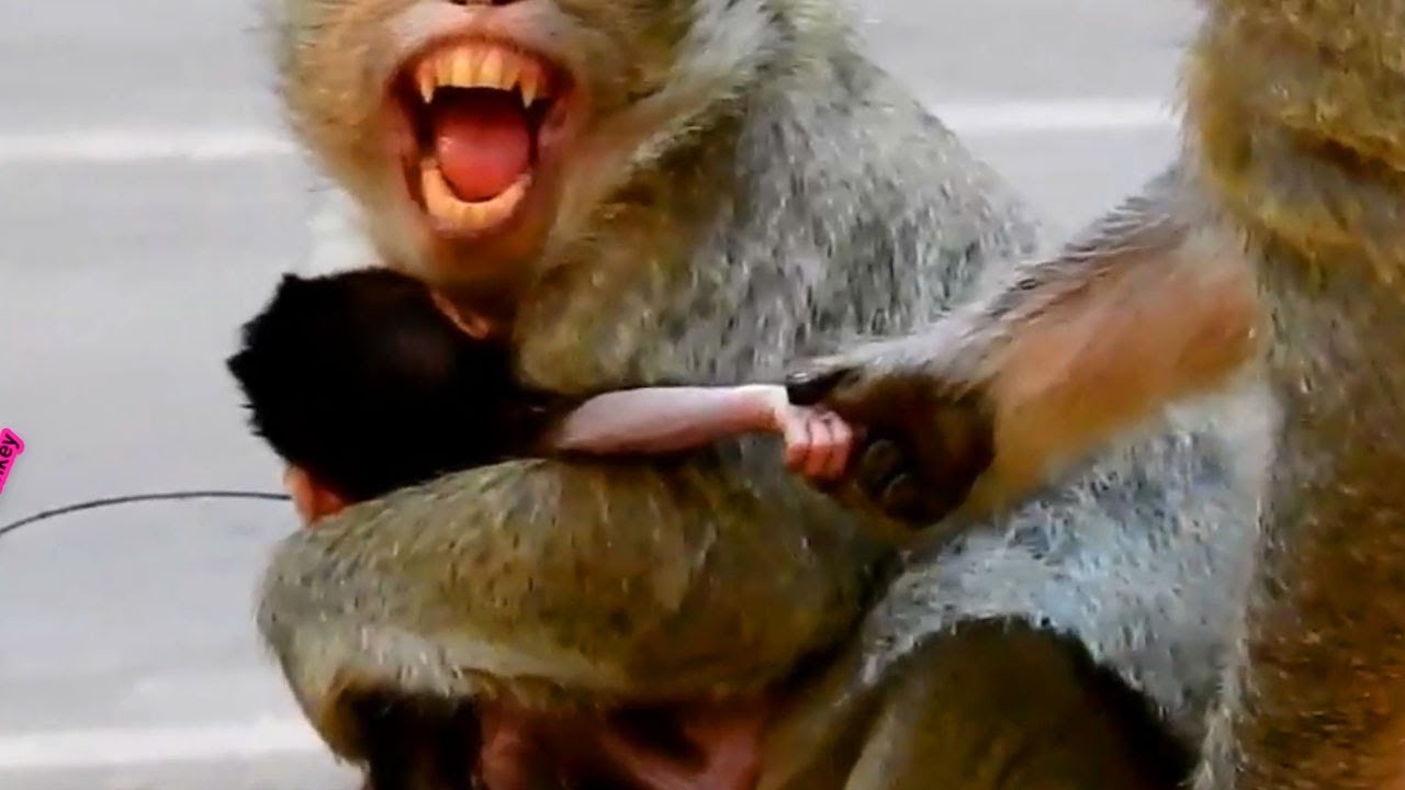 Mom crying loudly when big monkey catching her newborn baby monkey ...