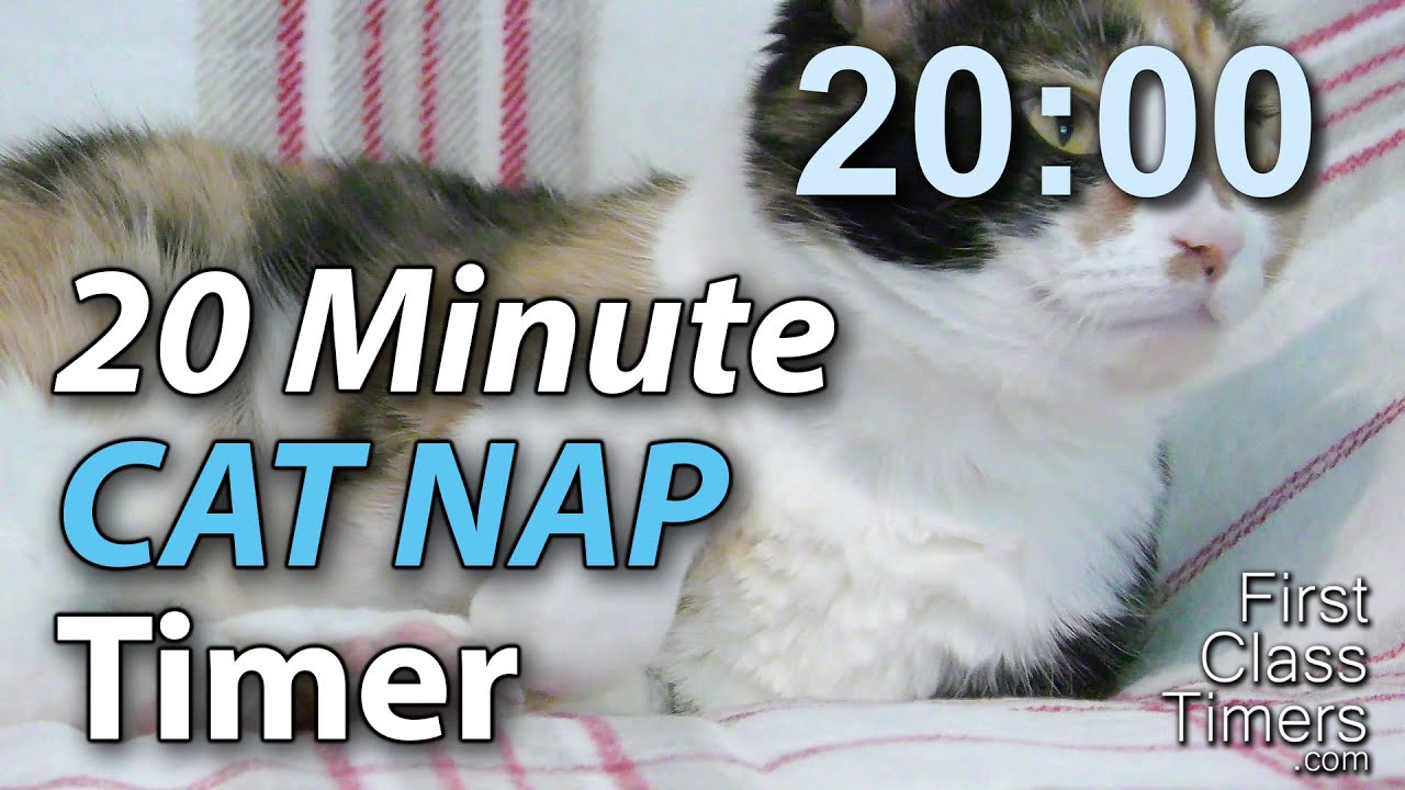 20 Minute Timer Cat Nap | Bell Alert | No Music | Countdown Alarm ...