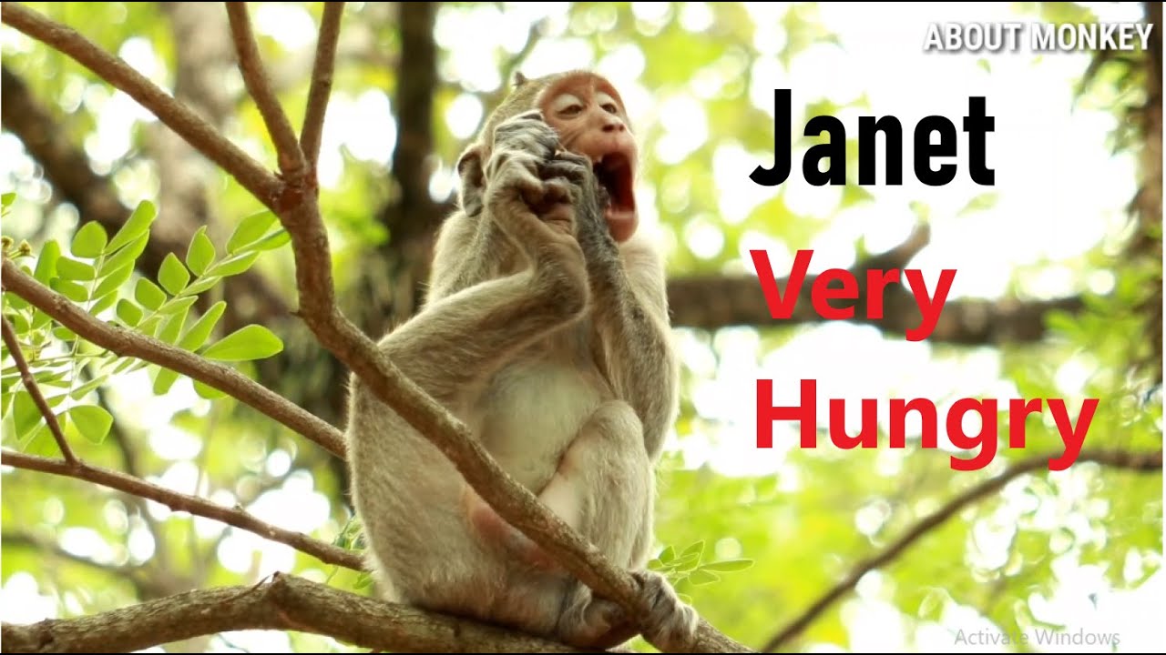 Monkey Janet So Hungry Food, She Far From Mom Jane And Poor Baby Monkey ...