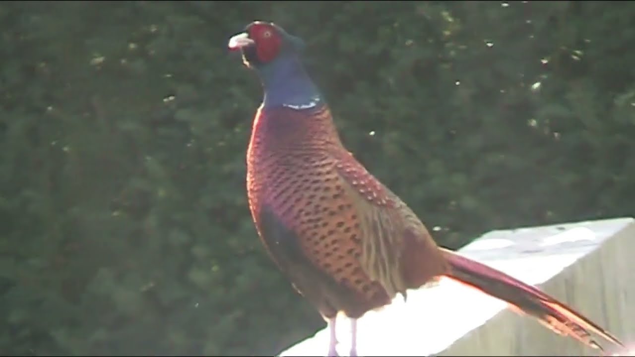 Pheasant Calling - YouTube