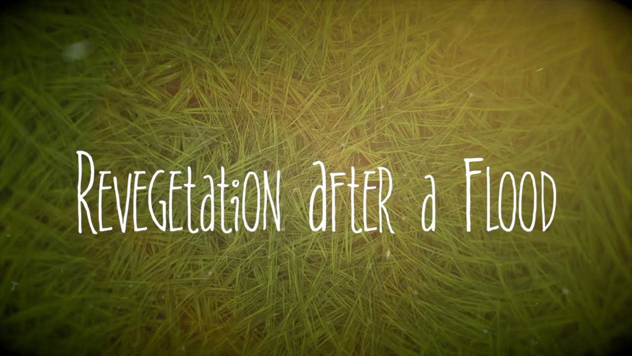 Revegetation After a Flood - YouTube