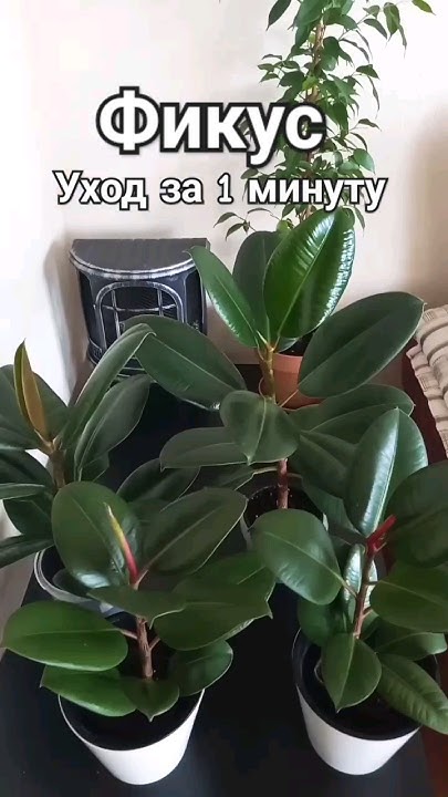 Фикус. Основной уход. #фикус #фикускаучуконосный #shots - YouTube
