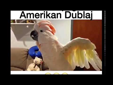 Amerkan Dublaj - İsyankar papağan (Veysel Zaloğlu)