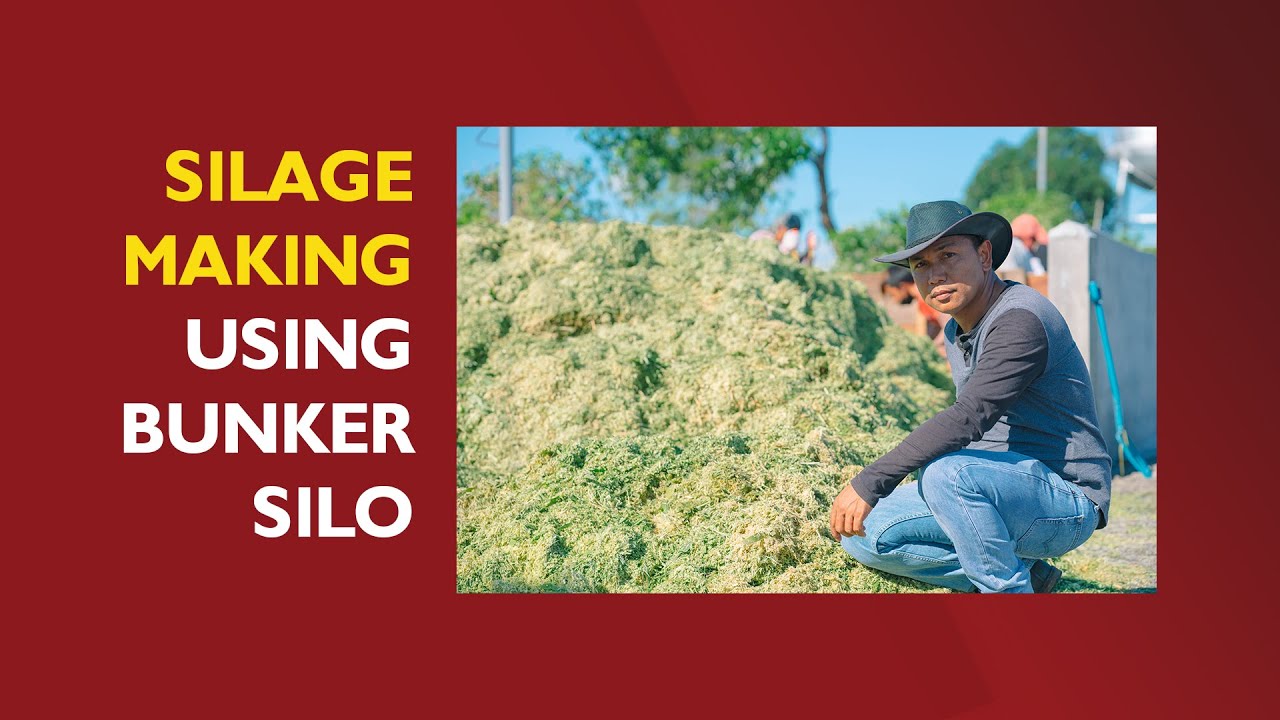 SILAGE MAKING USING BUNKER SILO (with ENGLISH SUBTITLE) - YouTube