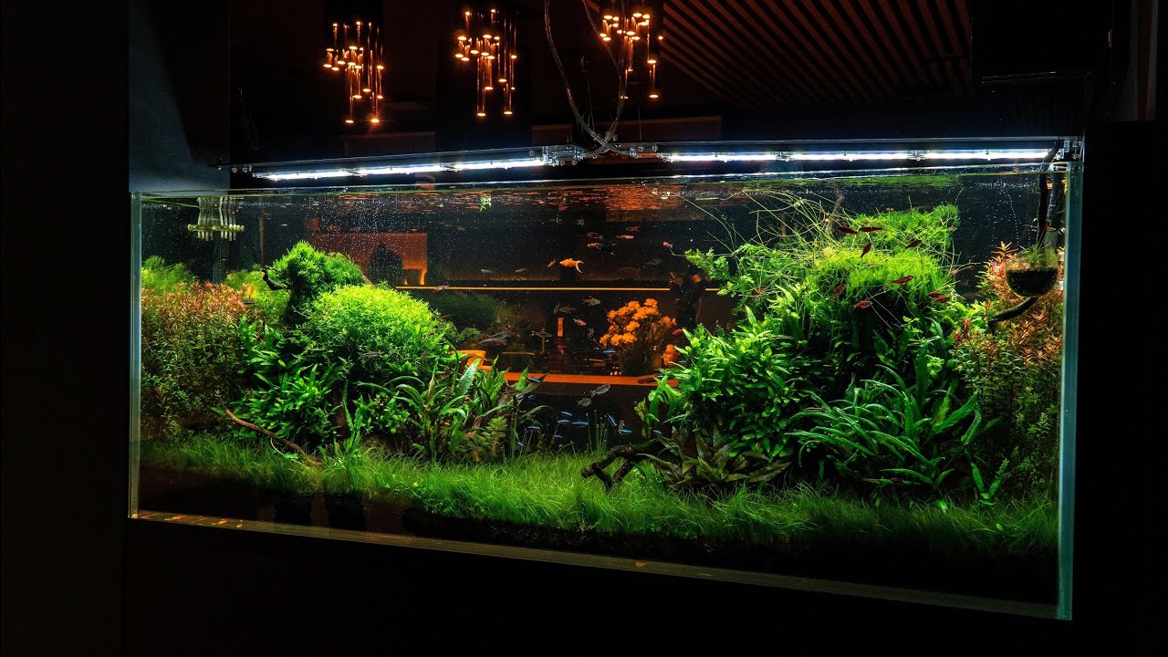 Serwis akwarium roślinnego 600l (180x55x60cm) - YouTube