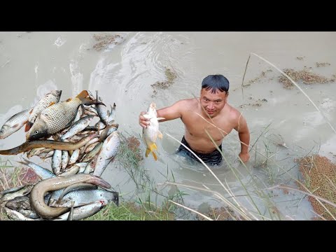 Fishing with net and bare hands in the river (Sekmai marin) village ...