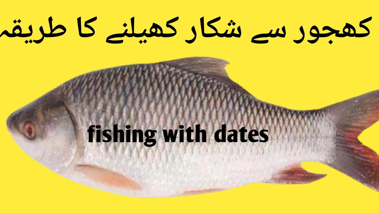 Rahu catla mirgal gulfam fishing|کھجور سے شکار - YouTube