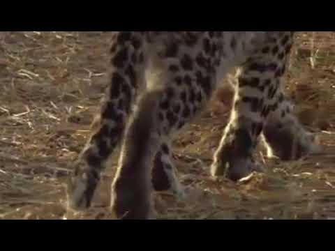 Incredible leopard and baby baboon interaction - YouTube