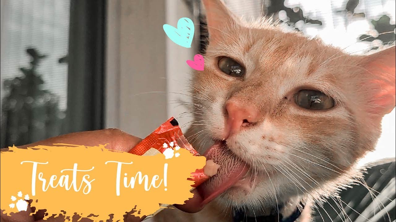 [CatVlog] Time for treat! - YouTube