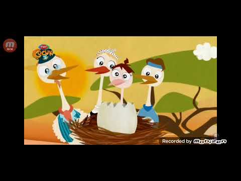 Ciciki ama başı (İntrosu) tersten