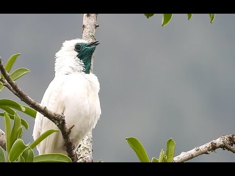 O canto da araponga / The song of Bare-throated Bellbird (Procnias ...