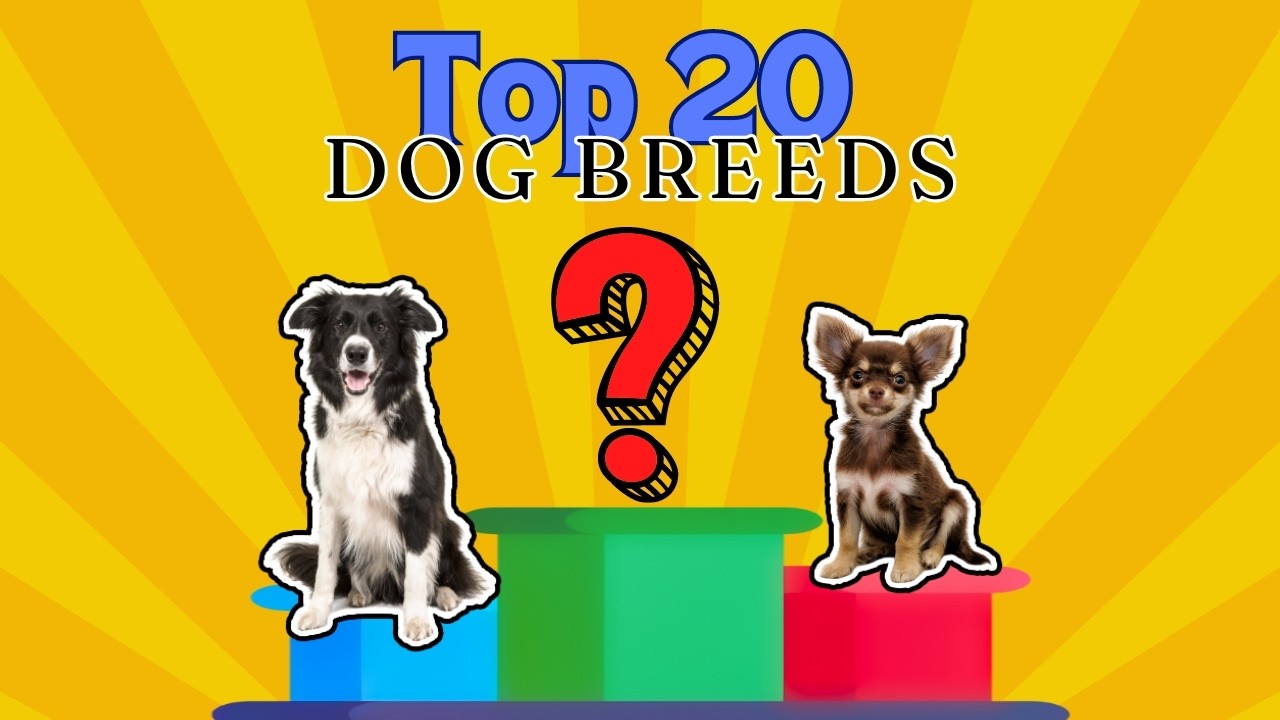Top 20 Best Dog Breeds for Your First Dog | Best Dog Breeds 2024 - YouTube