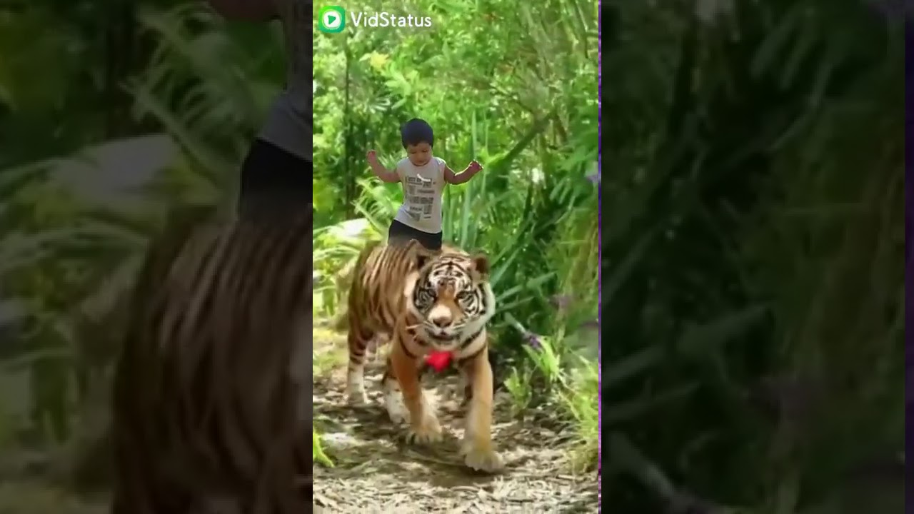 Sultaan riding on 🐅 tiger - YouTube
