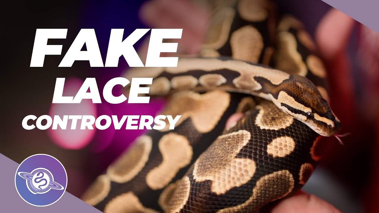 Fake LACE Ball Python Controversy | #ballpython #snake #reptiles - YouTube