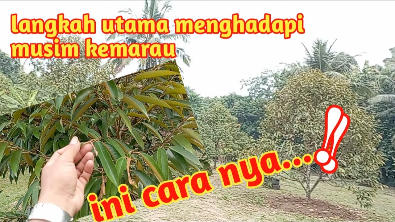 Langkah penting untuk menghadapai musim kemarau agar kebun DURIAN ...