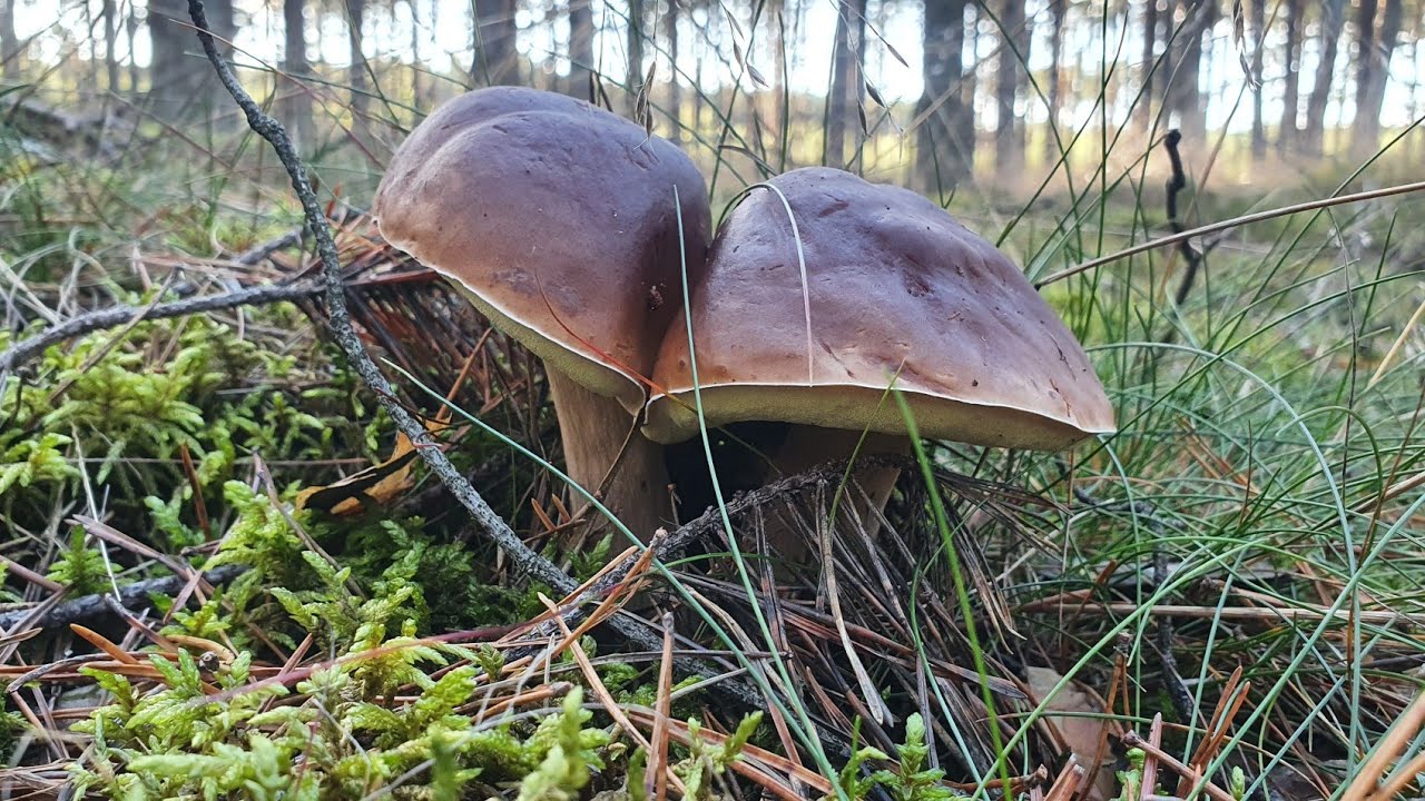 Grzyby 2022 piękne Borowiki podgrzybki - YouTube
