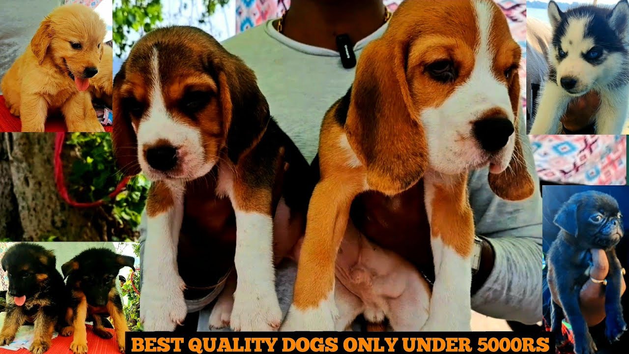 BEST QUALITY DOGS in very low price😱|| CHEAPEST DOG MARKET IN HOWRAH # ...