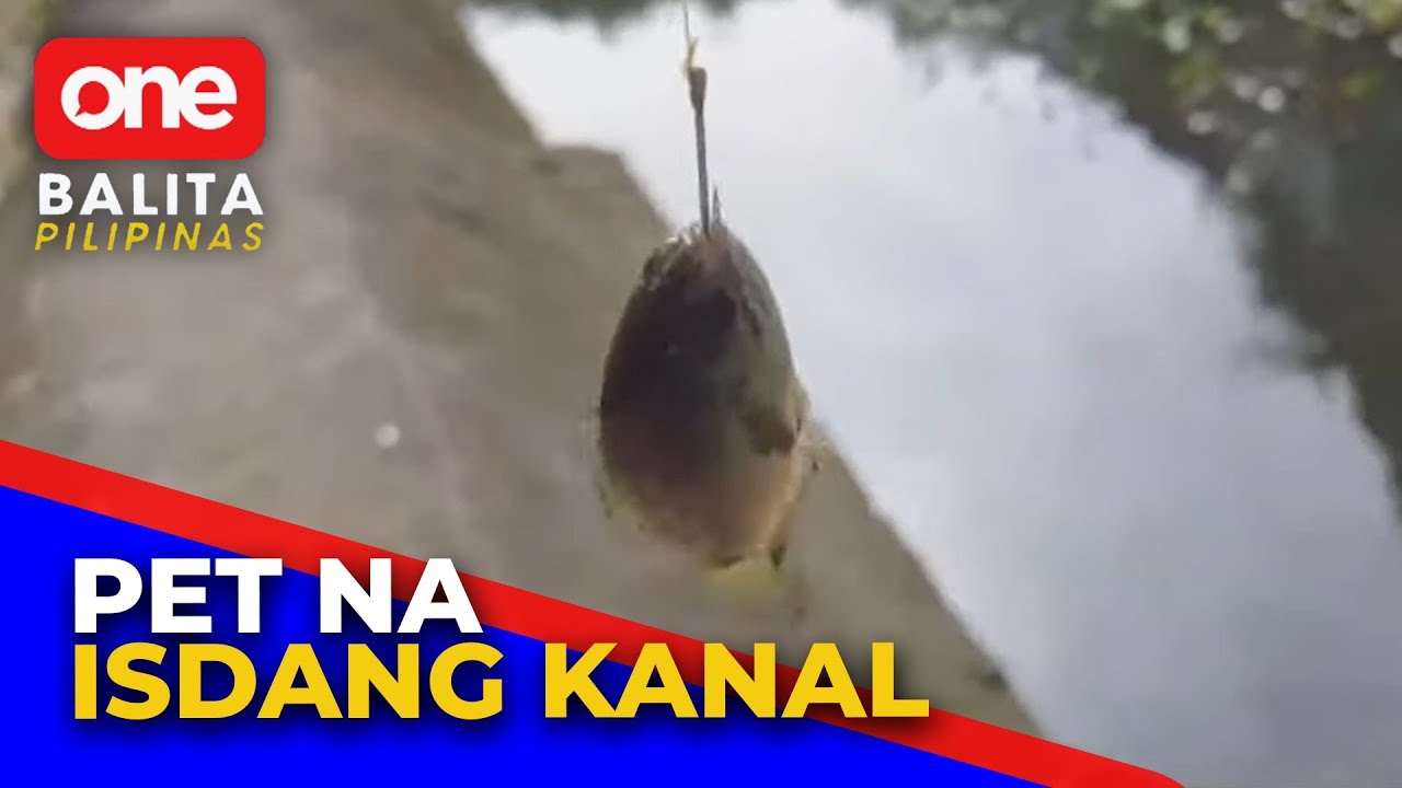 Isang vlogger, ginagawang pet ang mga huling isda - YouTube