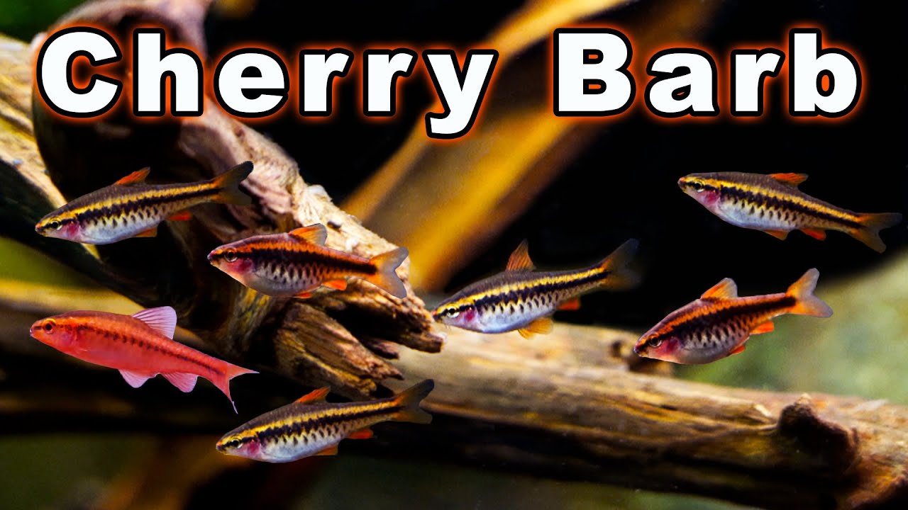 Cherry Barb care and Breeding: Bring a Little Red to Your Community ...
