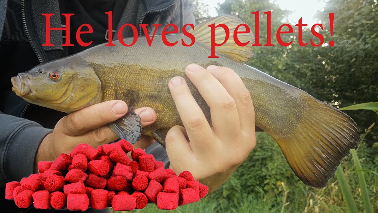 Templemore Lake.-Bread vs. Pellets.-Tench catch in September. - YouTube