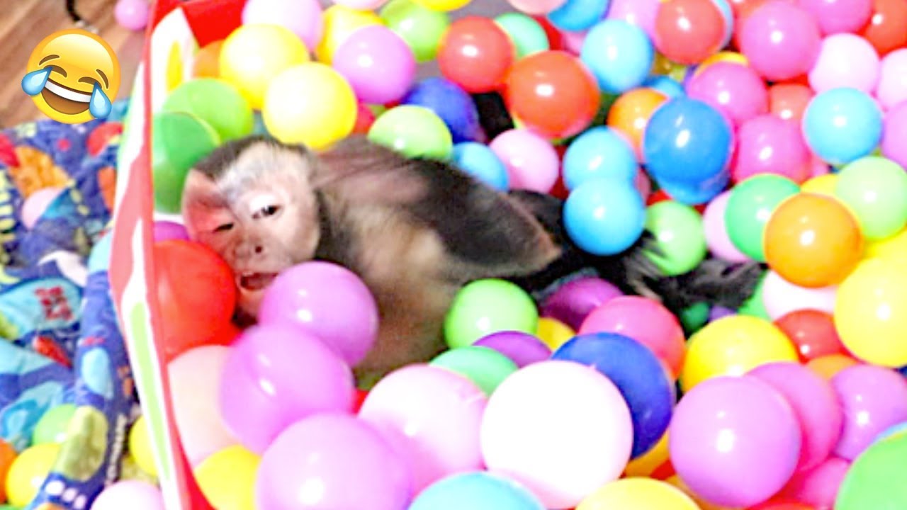 Capuchin Monkey Dives Into Ball Pit! (PLAYROOM FUN) - YouTube