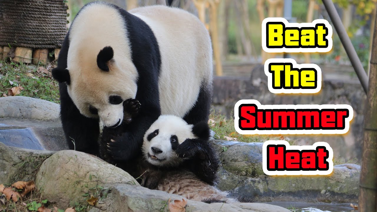 【Super Panda】Episode 266 Pandas' Stories About Beating The Summer Heat ...