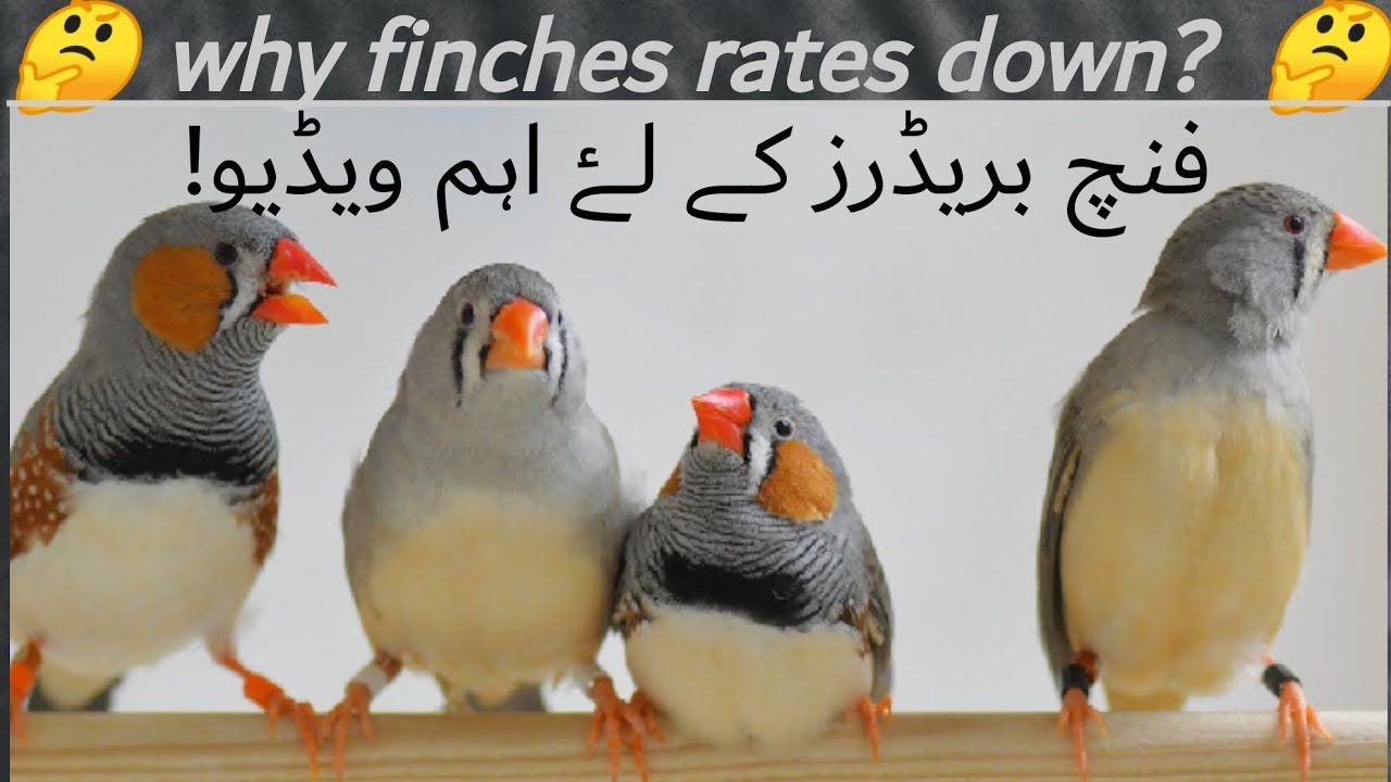 finches ke price Kab high Hogee breeders k Liya achi Khabar #finch # ...