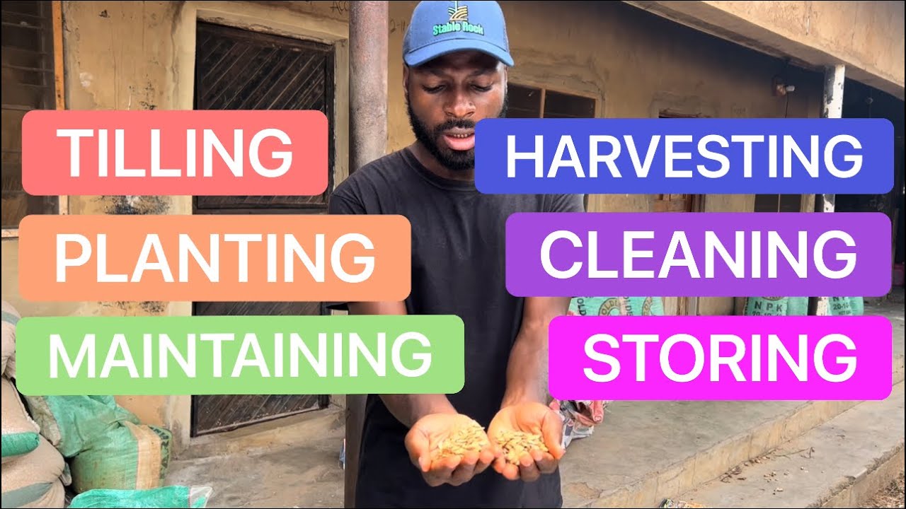 MELON (EGUSI) FARM! COMPREHENSIVE BREAKDOWN OF TILLING, PLANTING, HARVESTING, CLEANING ...