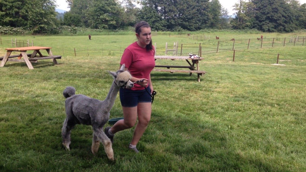 4H Alpaca Handling, part 4 - YouTube